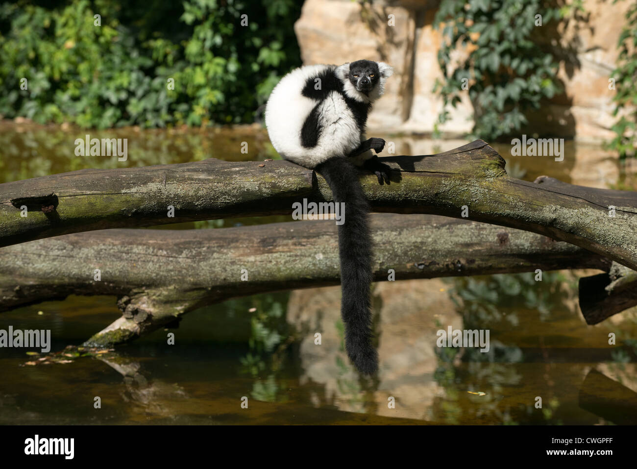 Black-and-white ruffed lemur in zoo Stock Photo - Alamy