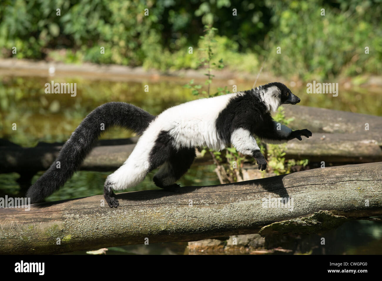 Black-and-white ruffed lemur in zoo Stock Photo - Alamy