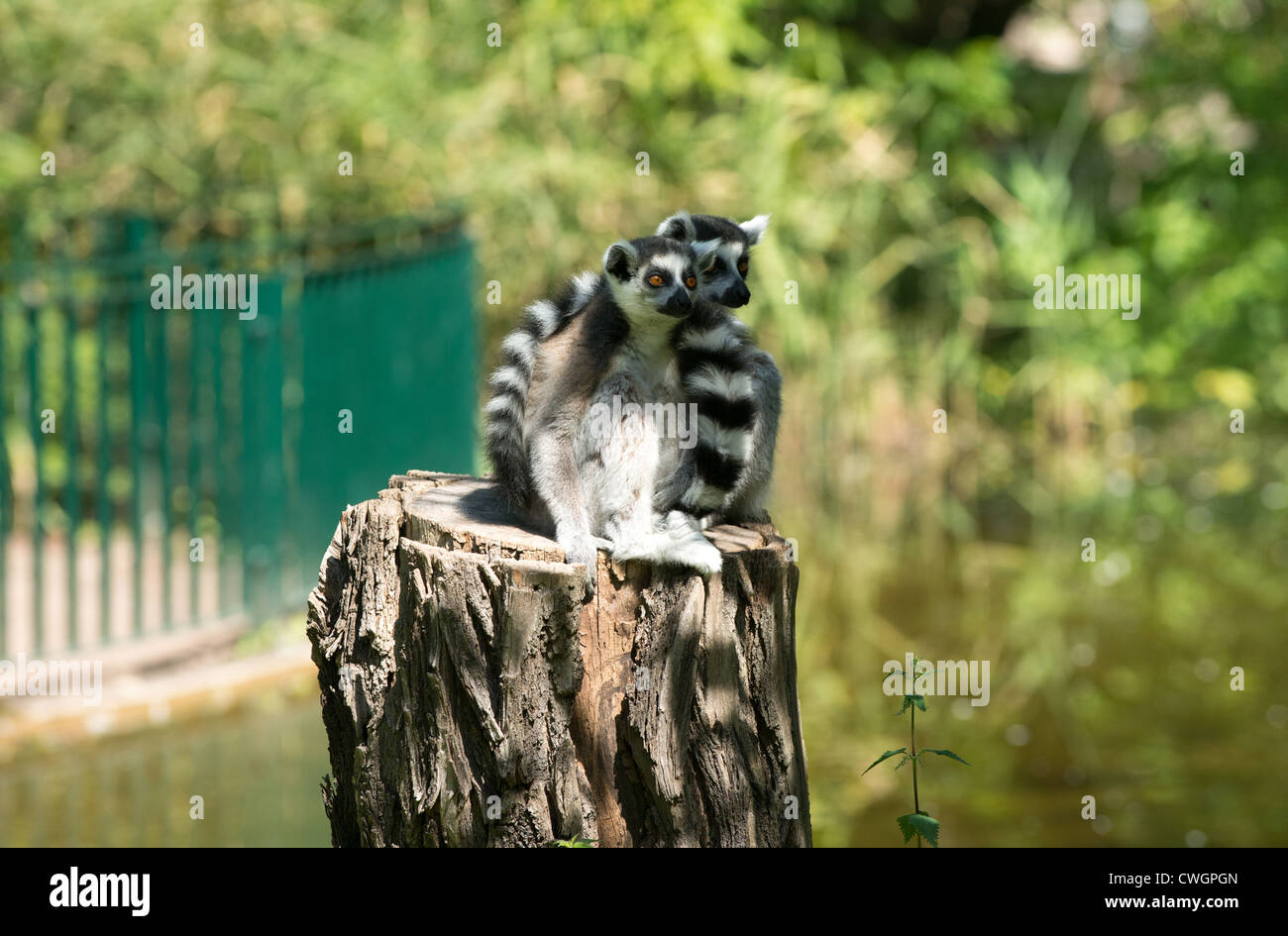 Lemurs in zoo Stock Photo - Alamy