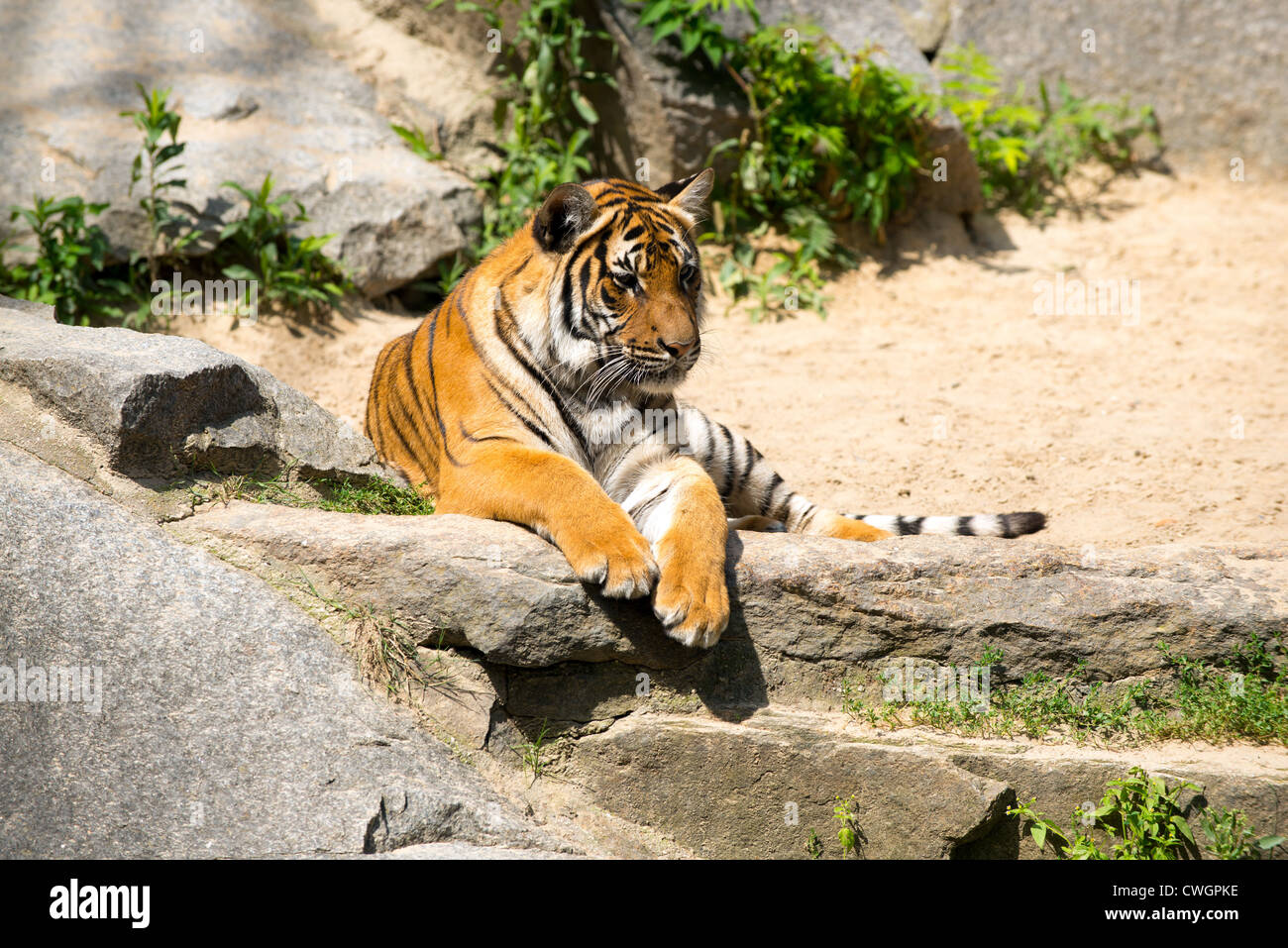 Tiger in zoo Stock Photo - Alamy