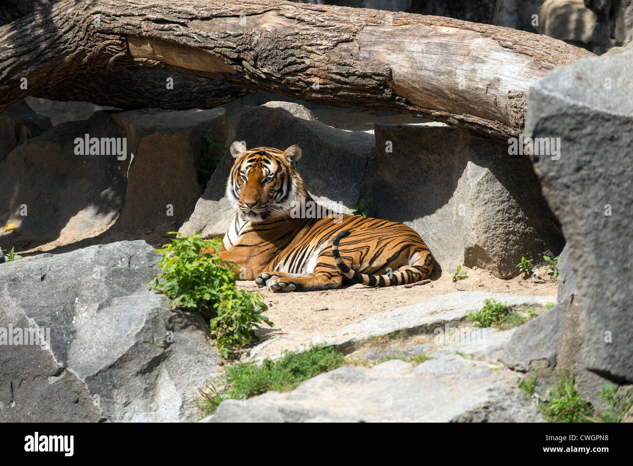 Tiger in zoo Stock Photo - Alamy