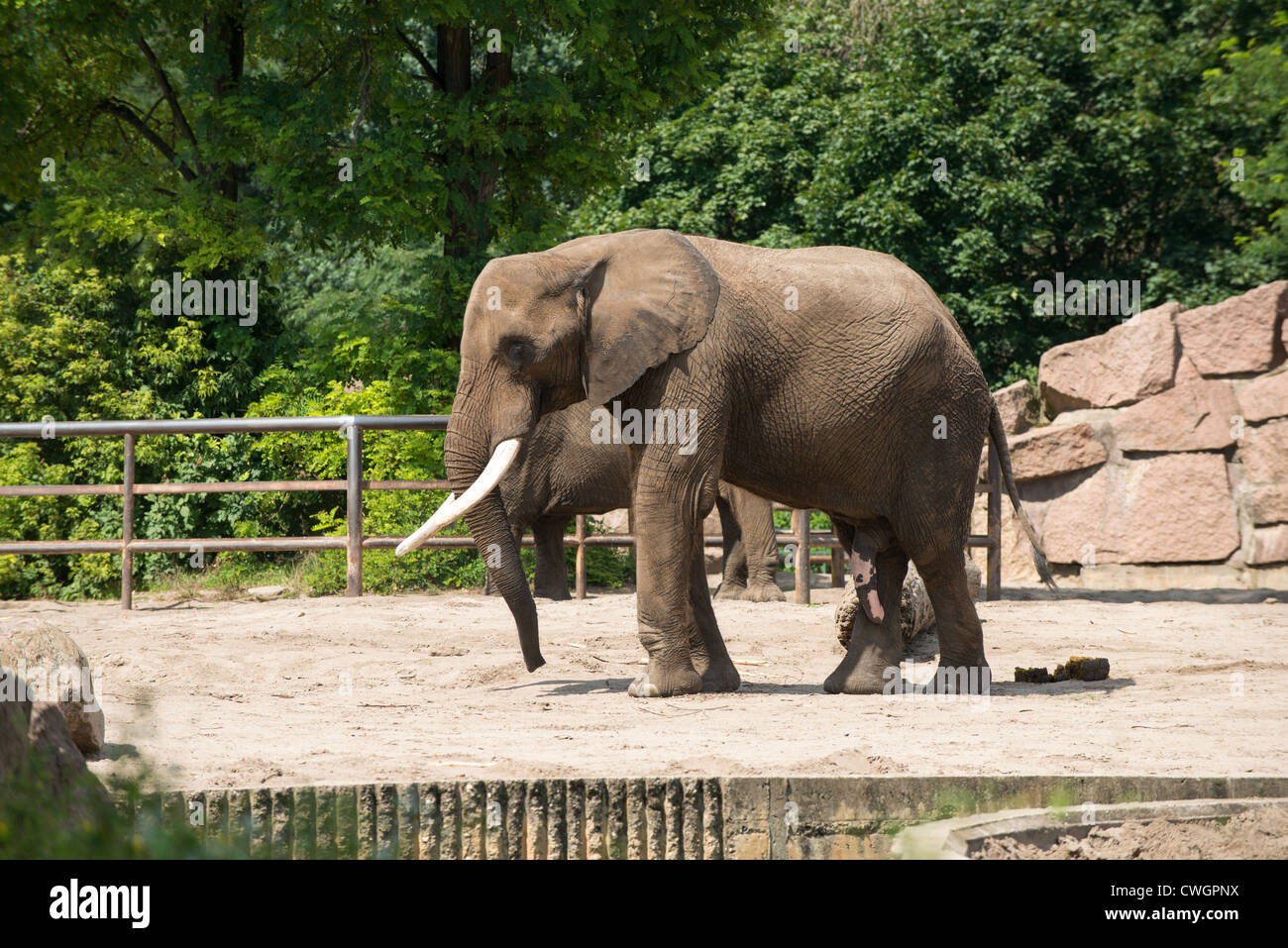 Elephant in zoo Stock Photo - Alamy