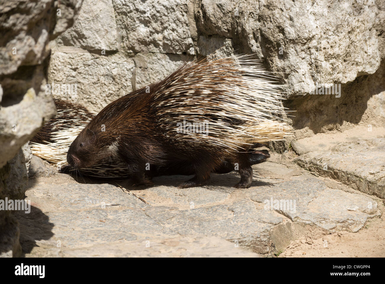 Old World porcupines or Hystricidae in zoo Stock Photo - Alamy
