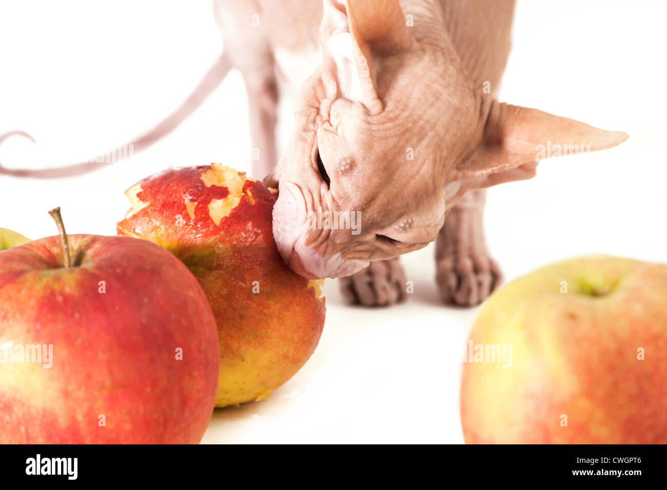 one cat sphinx eating fresh red apples Stock Photo - Alamy