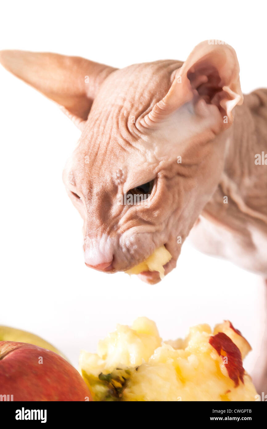 Apple sphinx hi-res stock photography and images - Alamy