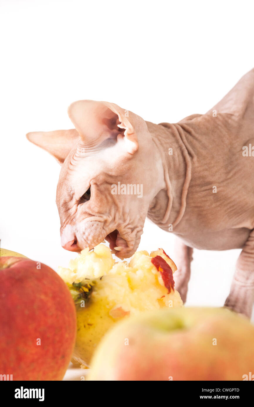 Sphinx kitty hi-res stock photography and images - Alamy