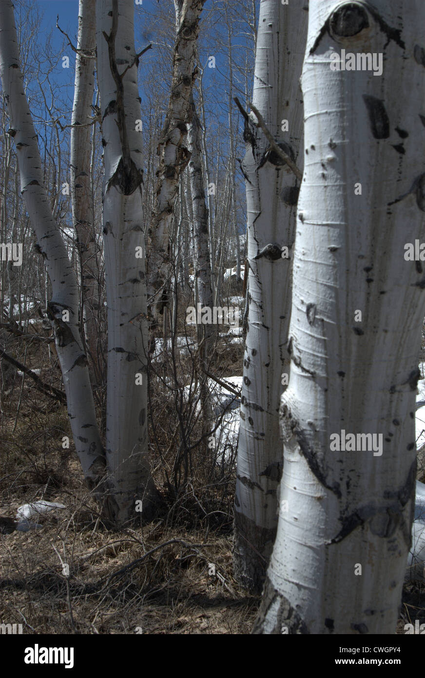 cluster of aspen trees in the winter Stock Photo - Alamy