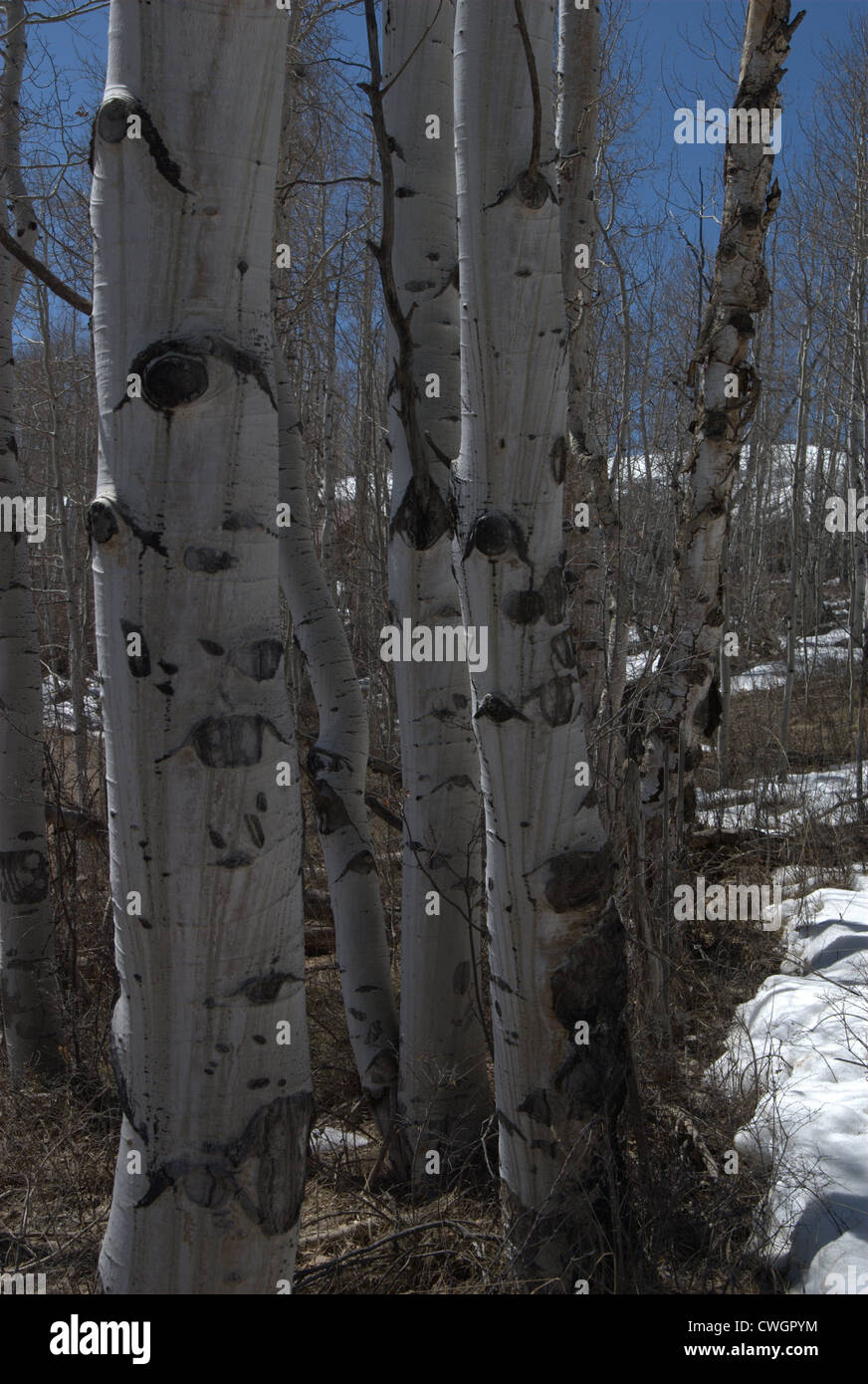 Aspen trees snow hi-res stock photography and images - Alamy