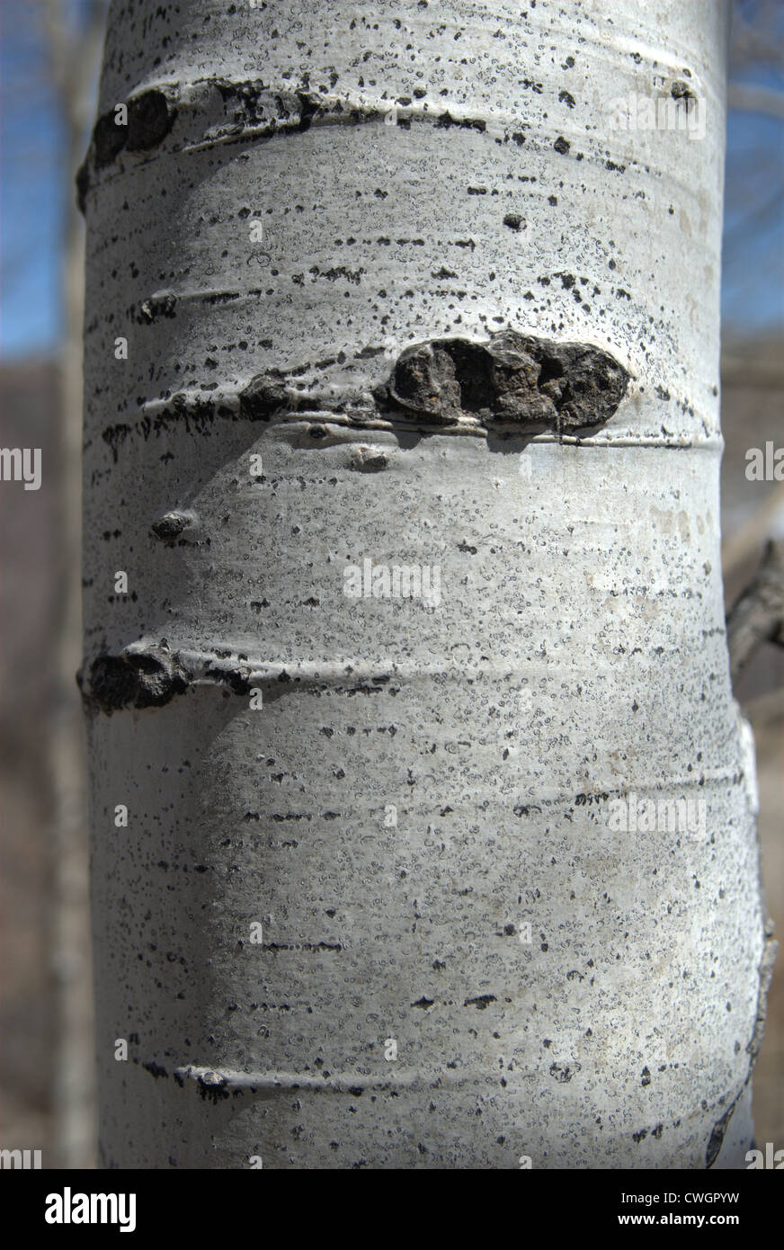 Aspen tree trunk hi-res stock photography and images - Alamy