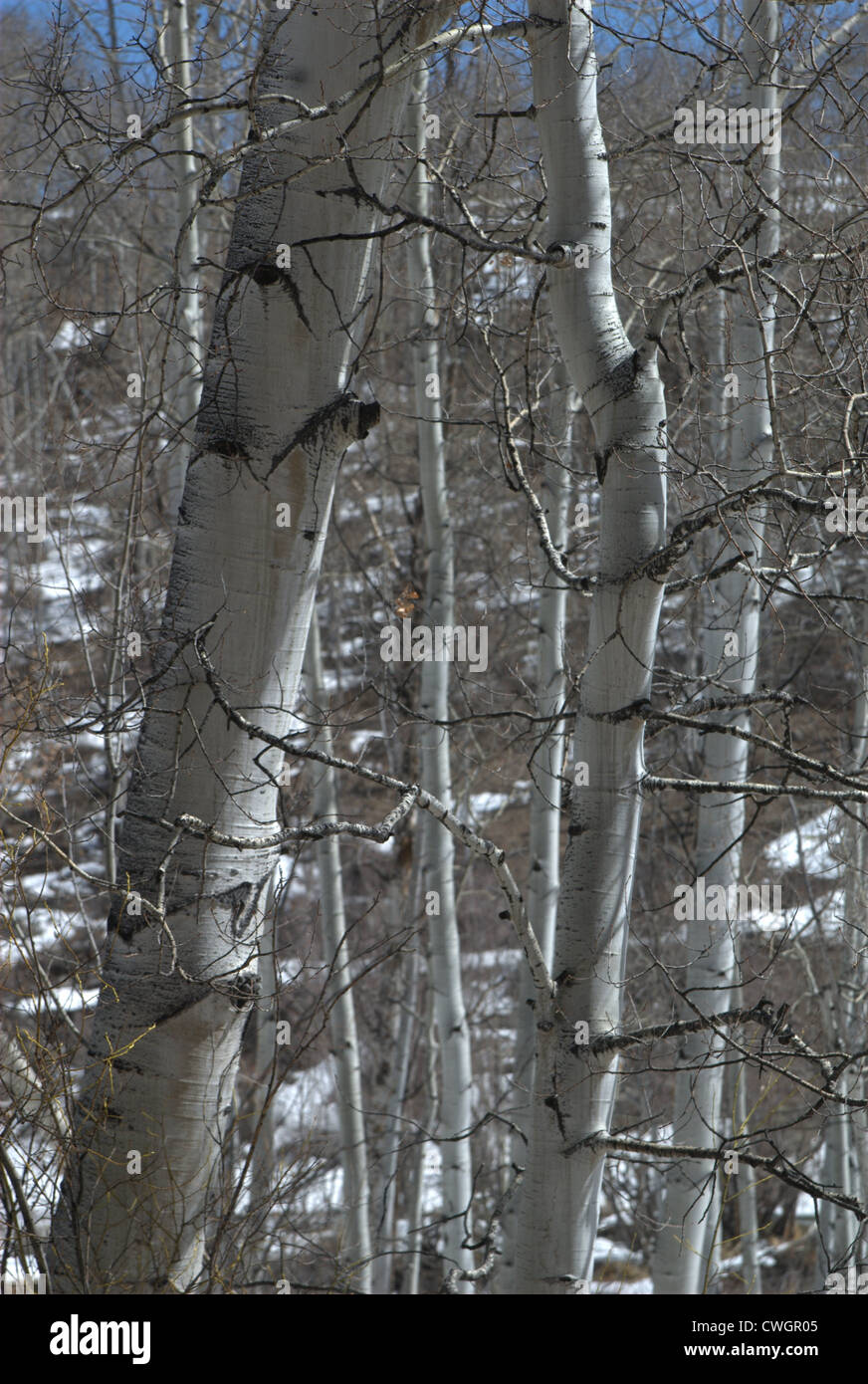 Aspen trees snow hi-res stock photography and images - Alamy