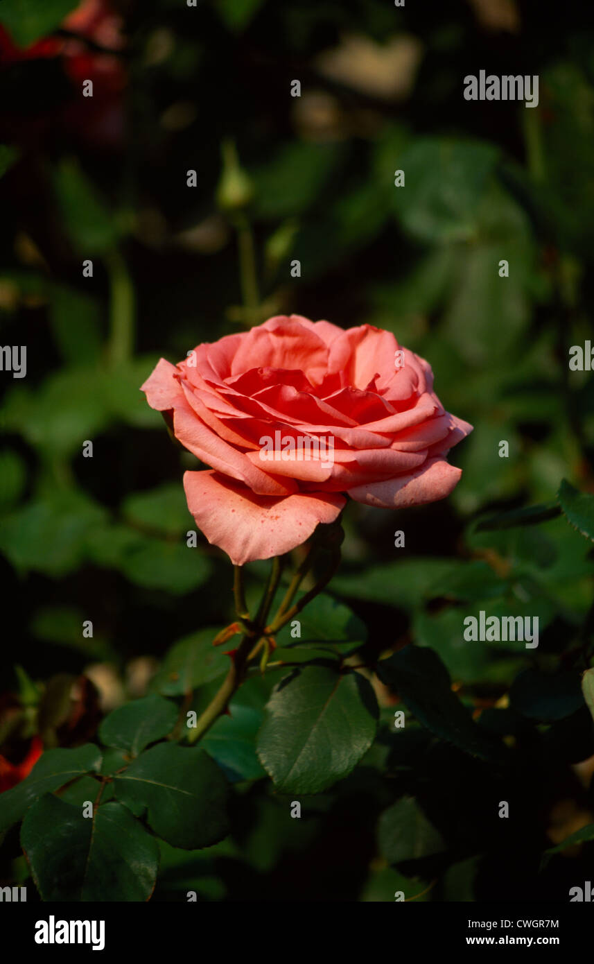 Athens Greece Pink Rose Stock Photo - Alamy
