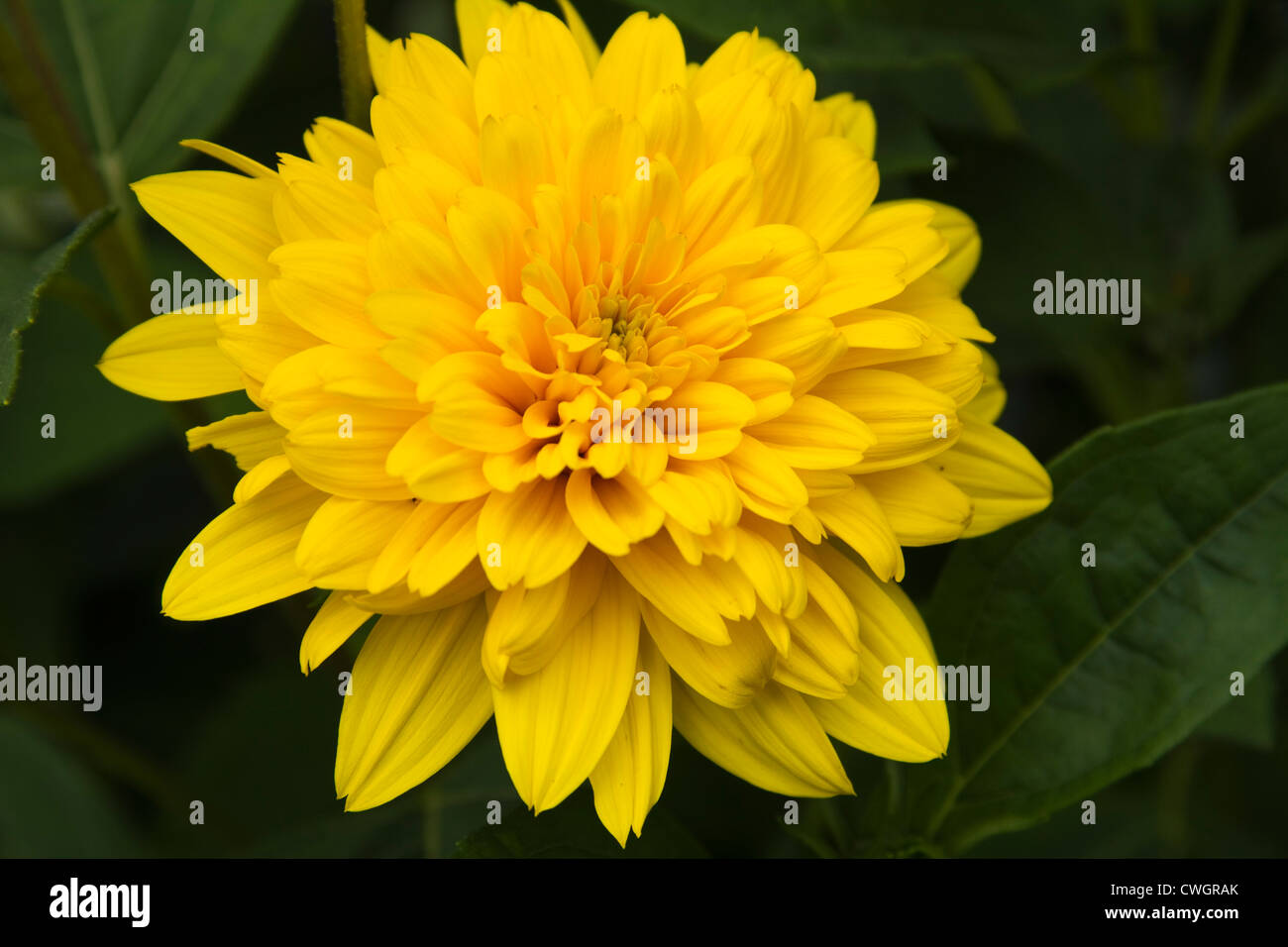 Yellow dahlia bloom Kent England UK Stock Photo - Alamy