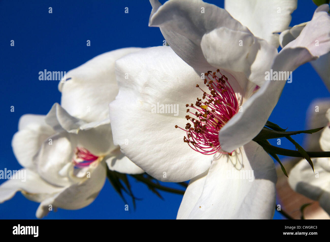 Snowbush rose, Sussex, England, UK Stock Photo - Alamy