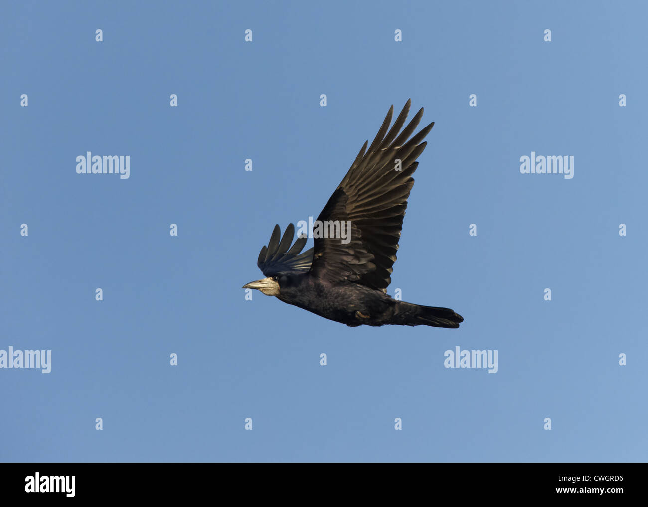 Rook in flight Stock Photo - Alamy