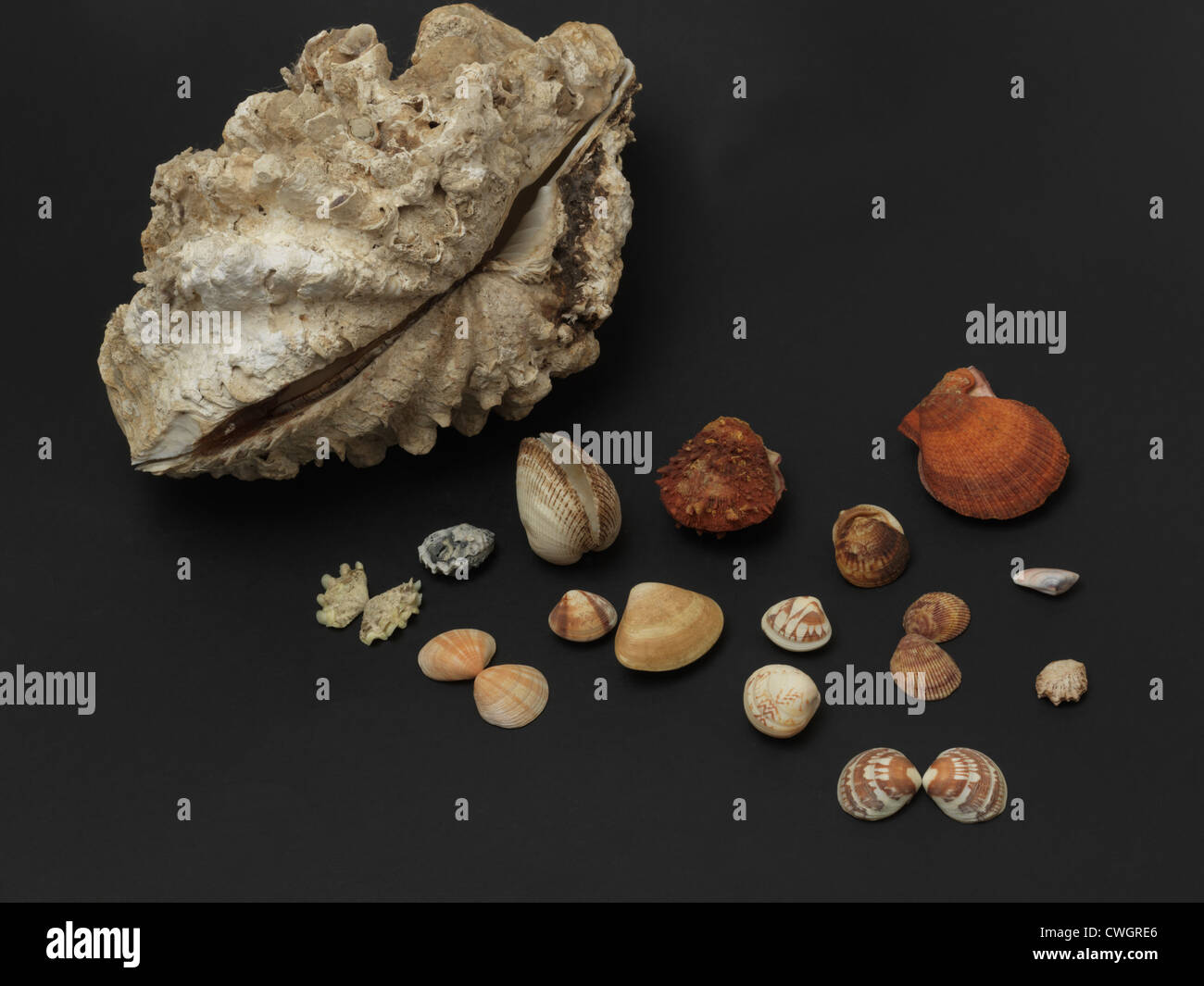 Bivalves hi-res stock photography and images - Alamy
