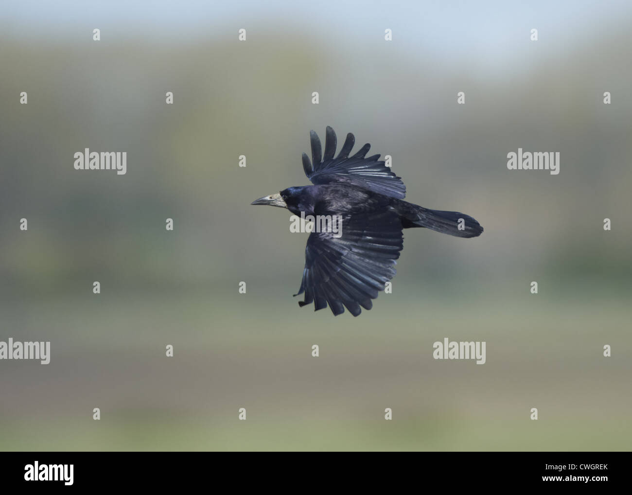 Rook in flight Stock Photo - Alamy