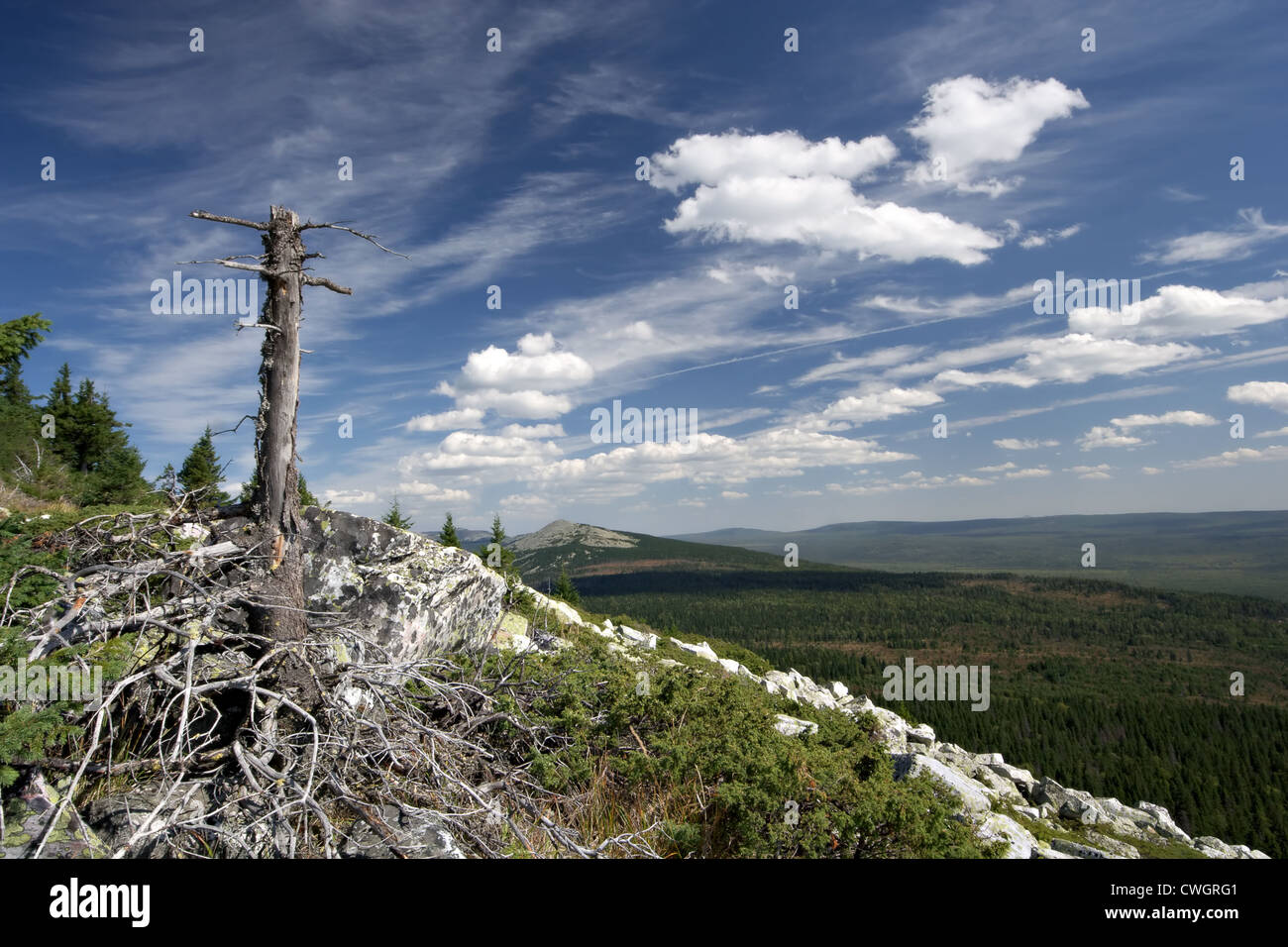 The Nurgush ridge. Zuratkul National park. Pine tree. Nature landscape ...