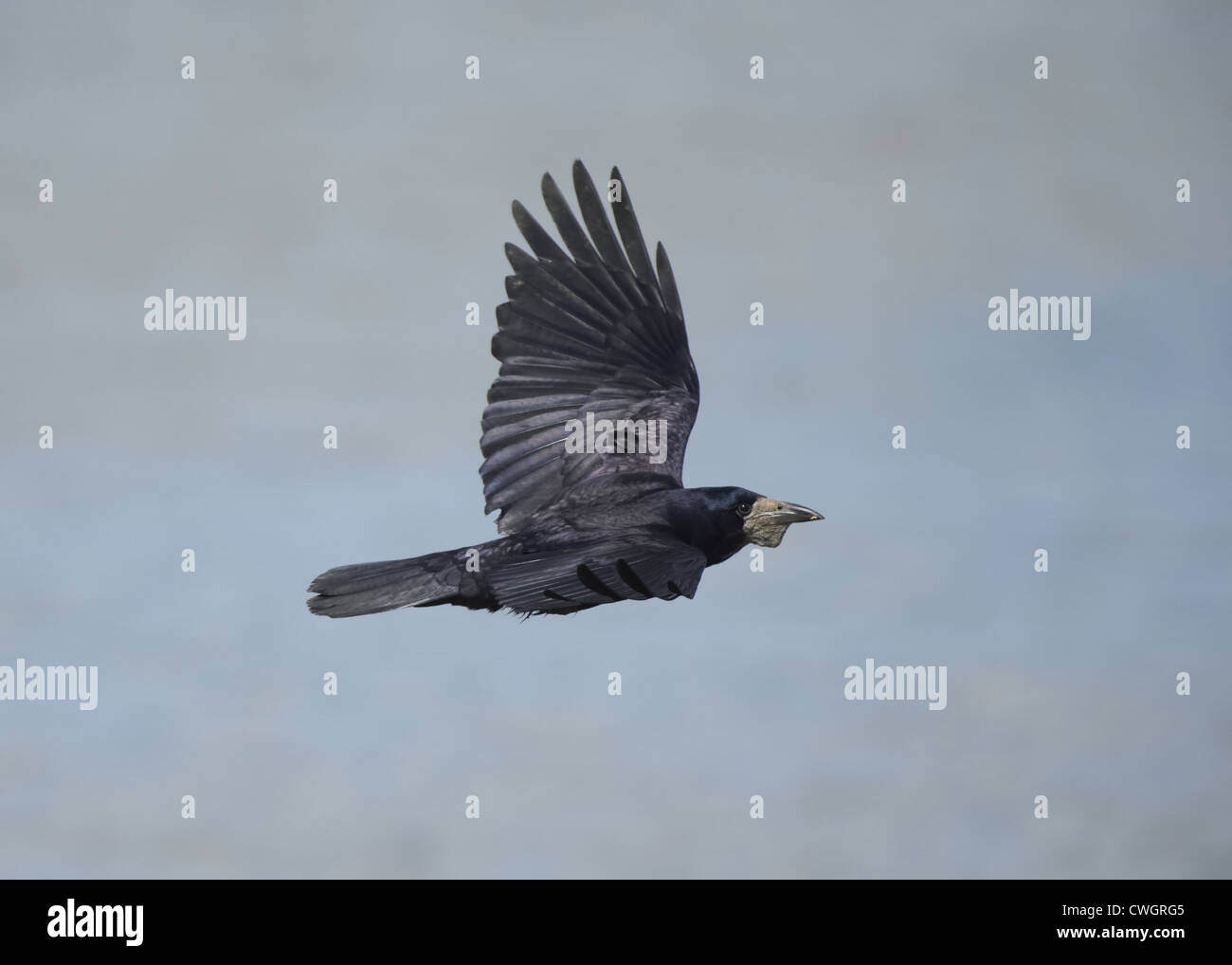 Rook in flight Stock Photo - Alamy