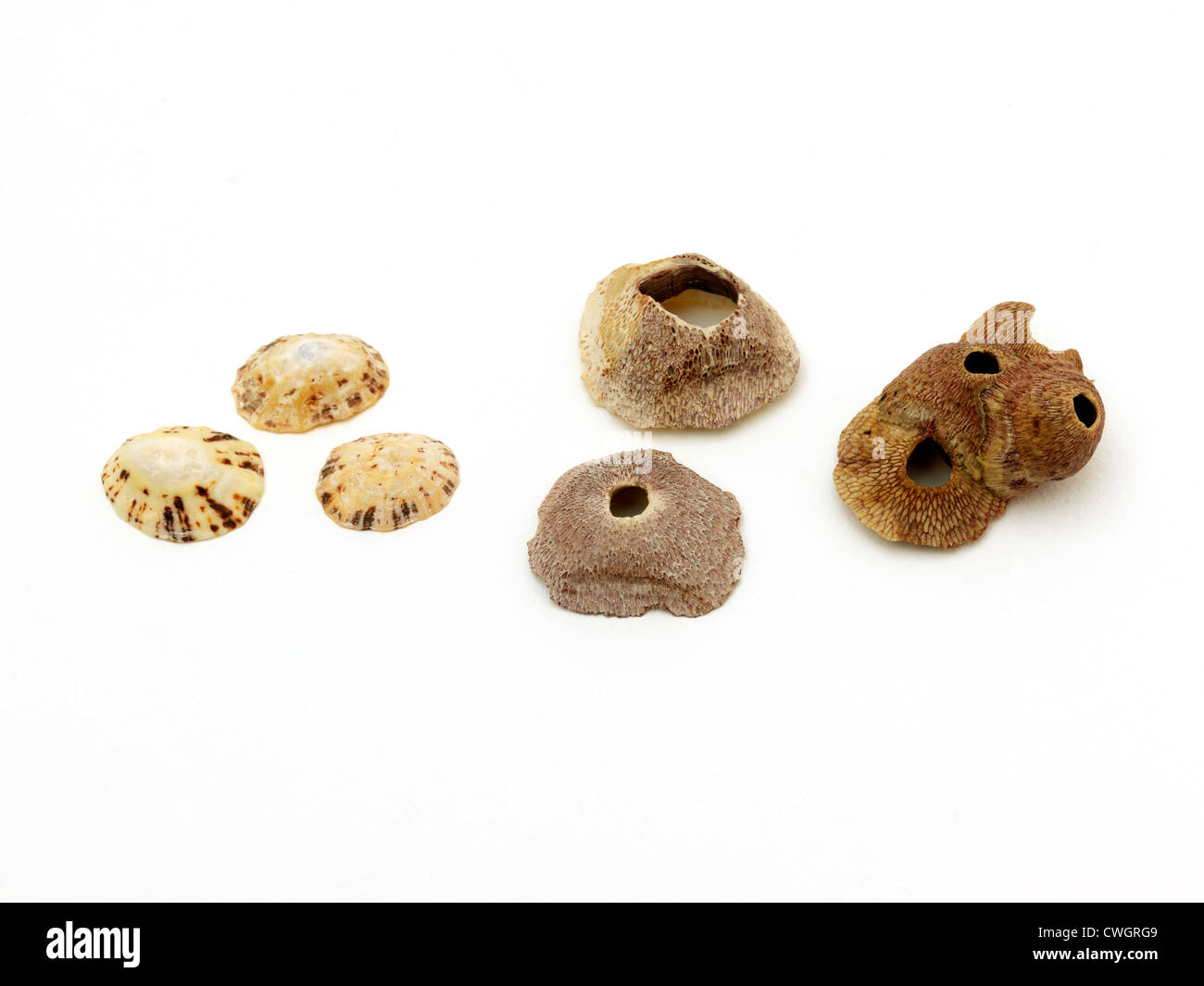 Gastropods gastropod hi-res stock photography and images - Alamy