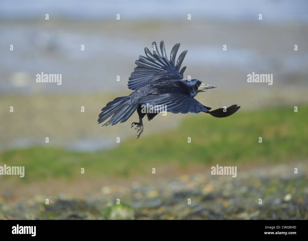 Rook in flight Stock Photo - Alamy