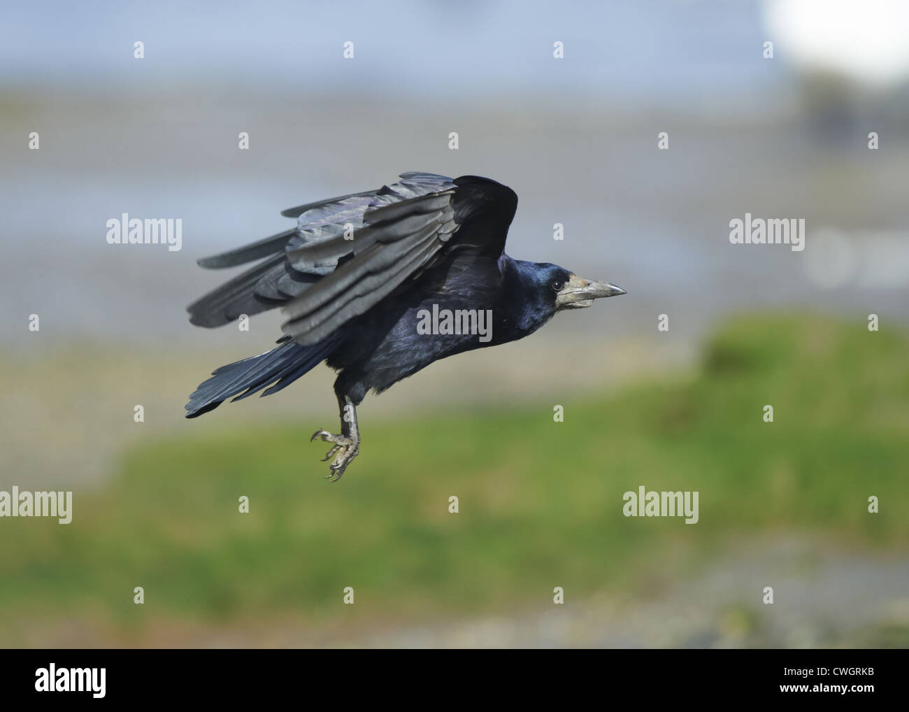 Rook in flight Stock Photo - Alamy