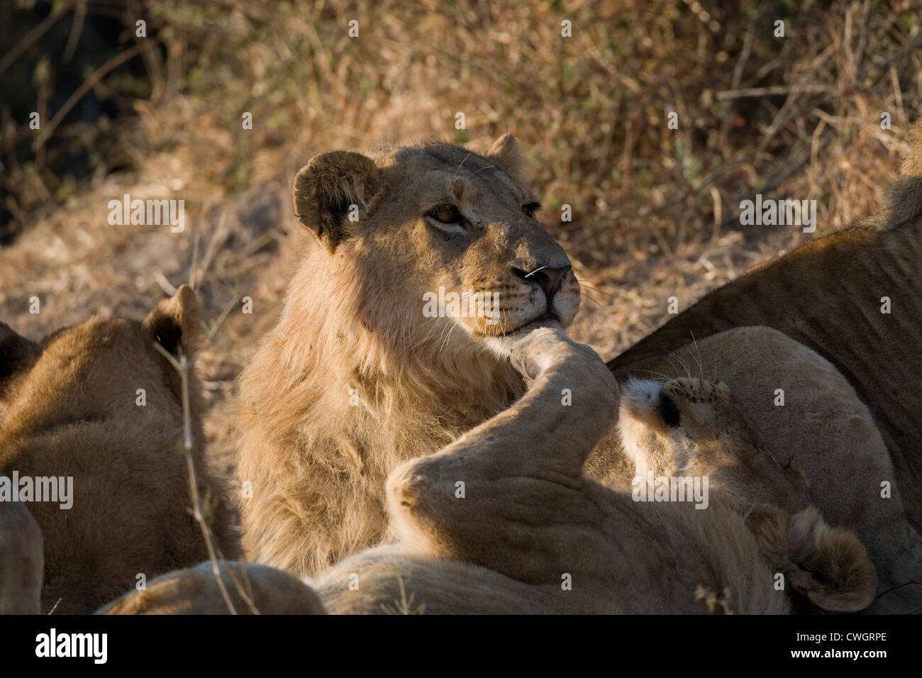 lion free wild Okavango animal Botswana wildlife Stock Photo - Alamy