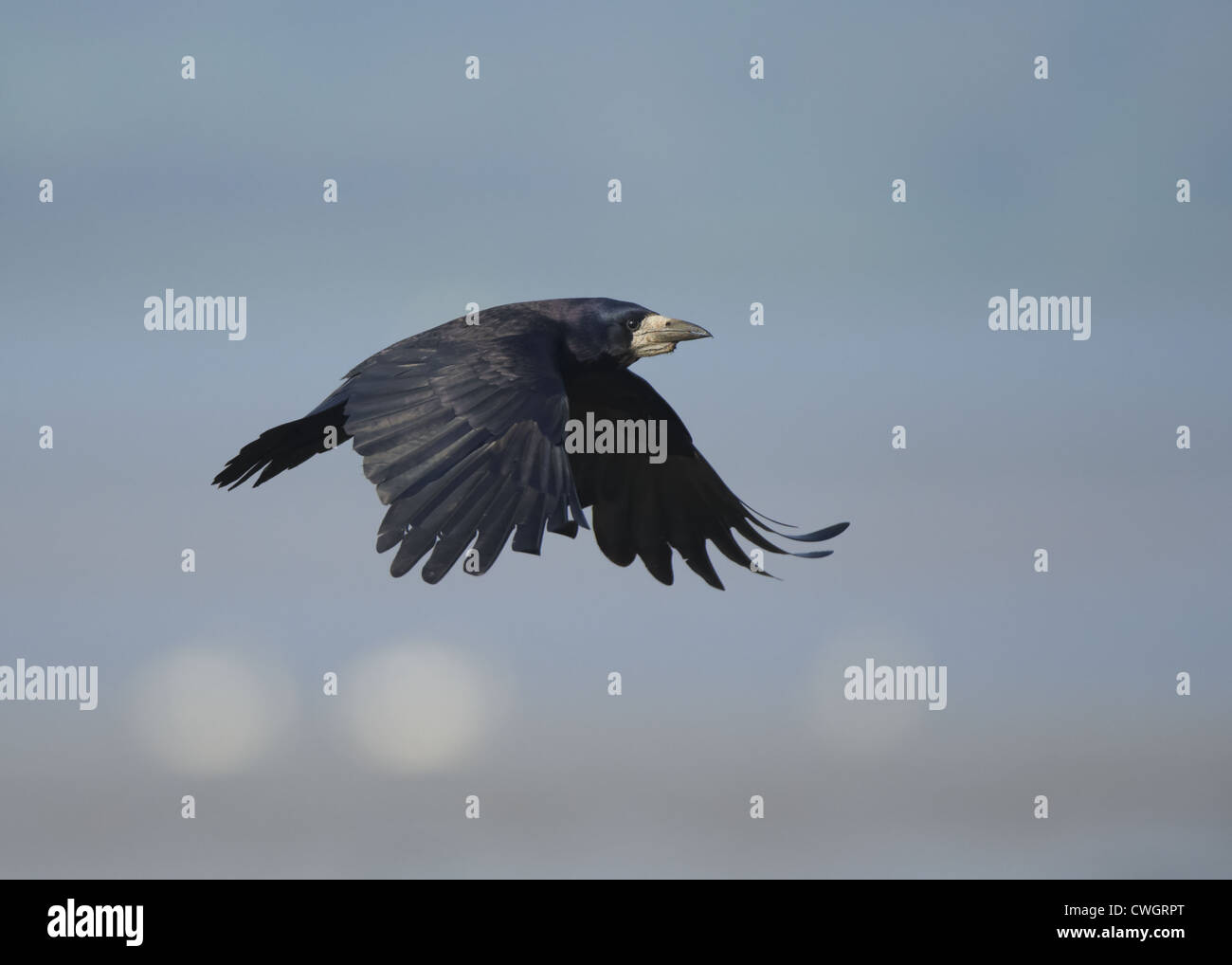 Rook in flight Stock Photo - Alamy