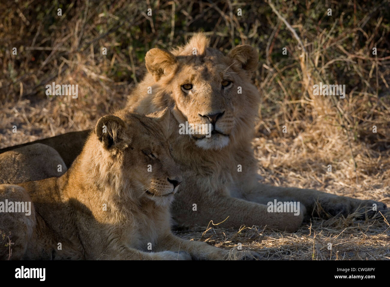 lion free wild Okavango animal Botswana wildlife Stock Photo - Alamy