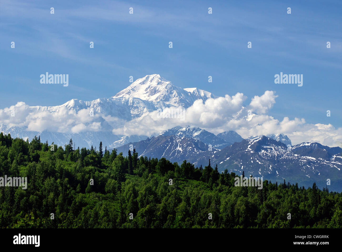 Denali with Spruce Forest Stock Photo - Alamy