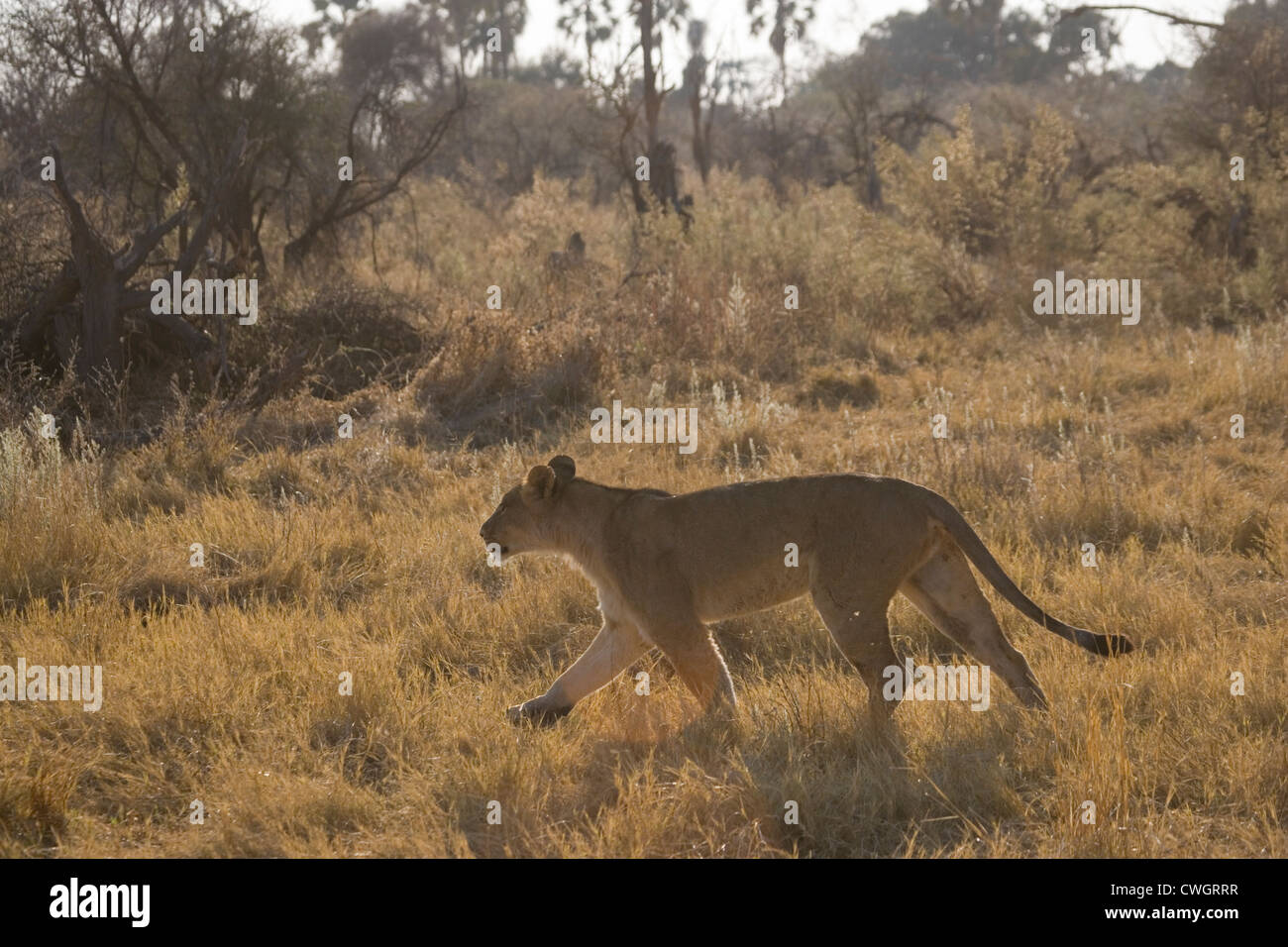 lion free wild Okavango animal Botswana wildlife Stock Photo - Alamy