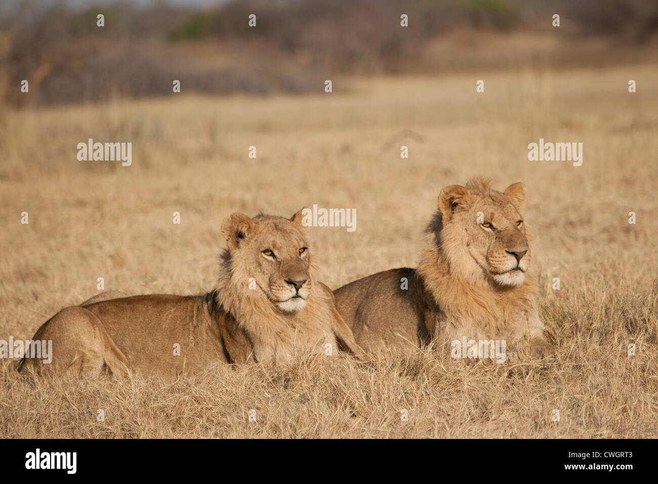 Botswana wildlife hi-res stock photography and images - Alamy