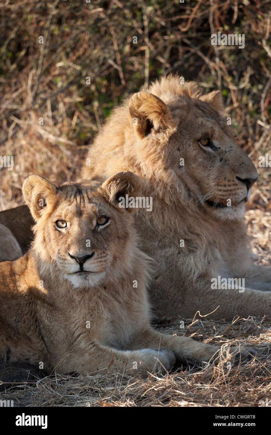 lion free wild Okavango animal Botswana wildlife Stock Photo - Alamy