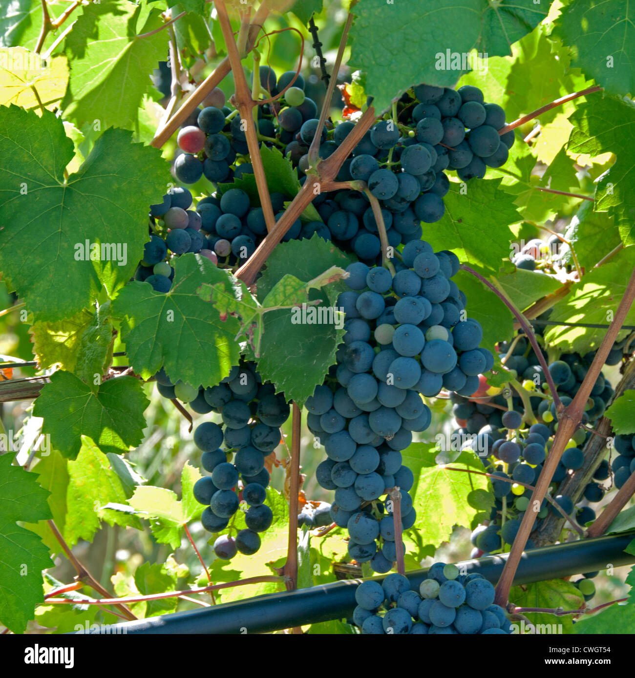 Blue grapes hi-res stock photography and images - Alamy