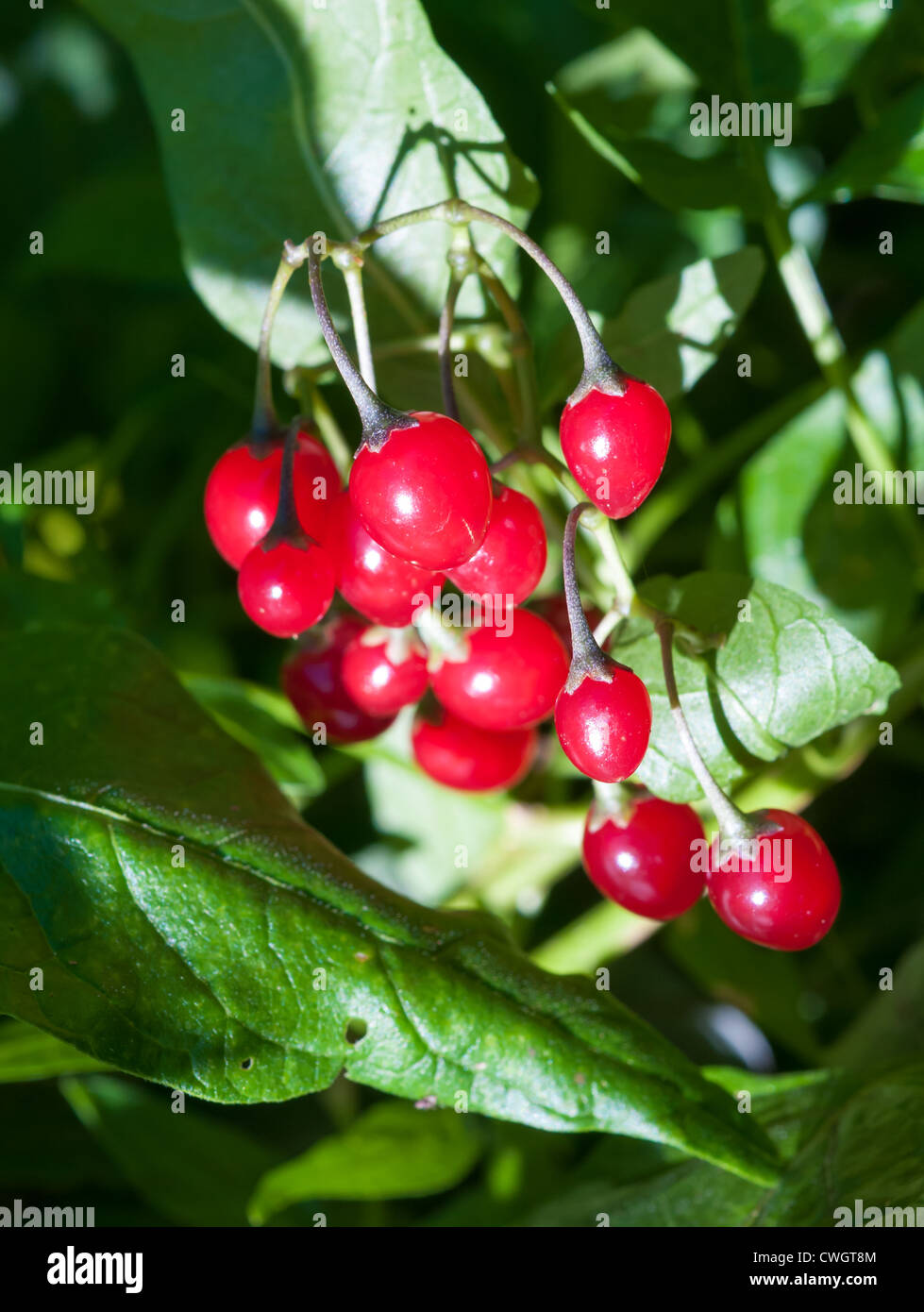 Wolfberry hi-res stock photography and images - Alamy