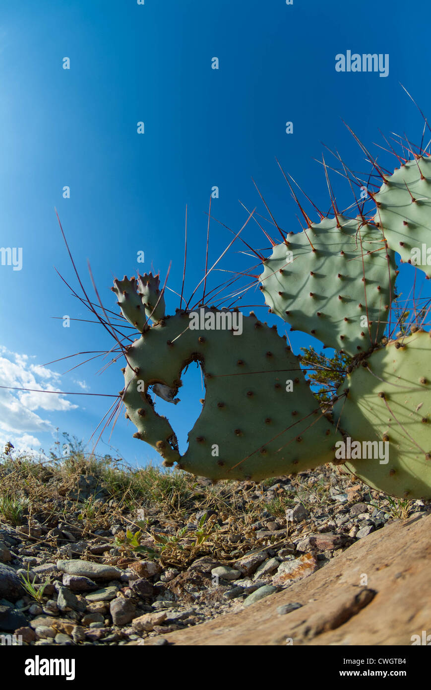Texas big bend national park agave cactus hi-res stock photography and ...