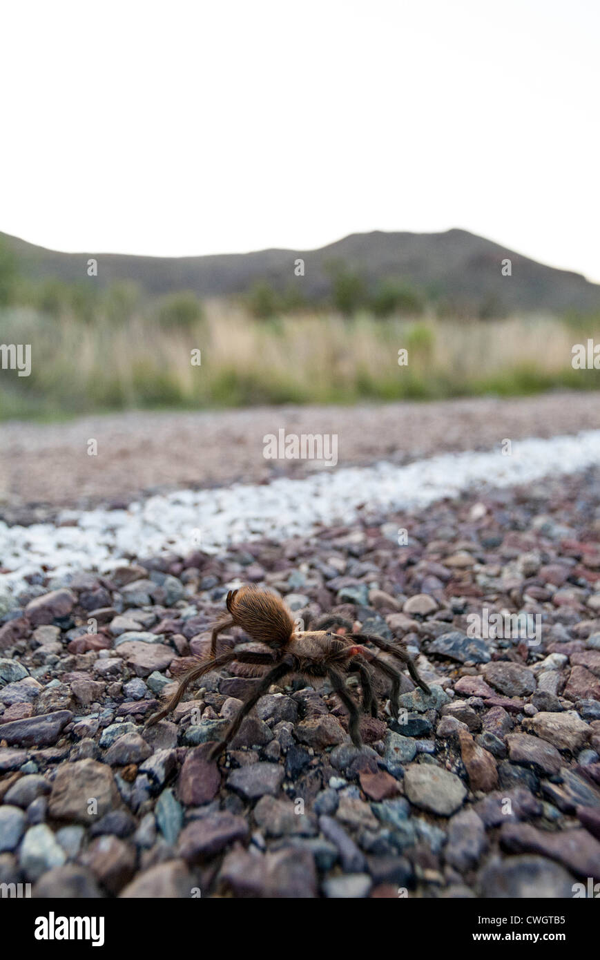 Tarantula in the desert with mountain in background - Big Bend National ...