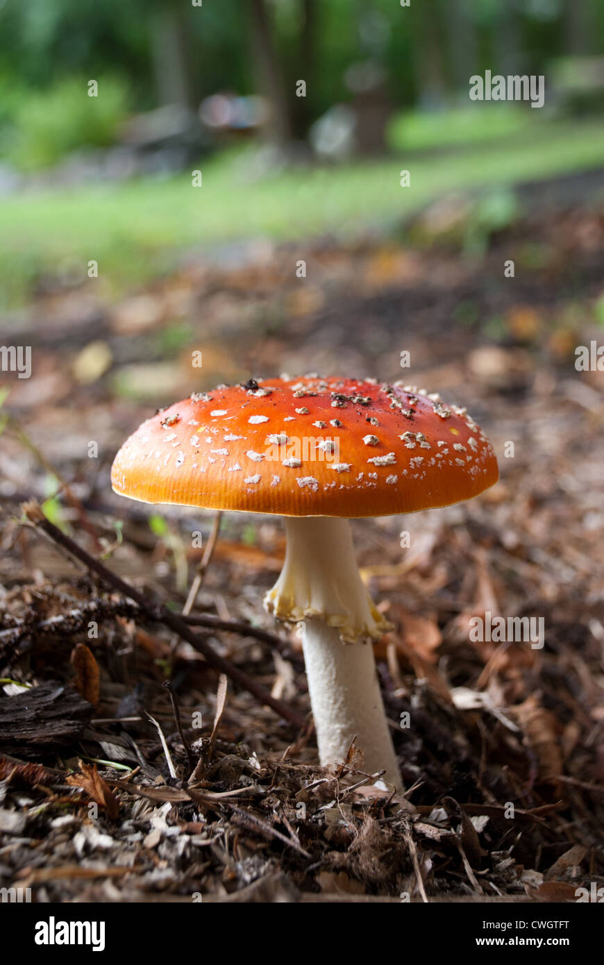 Fly mushroom hi-res stock photography and images - Alamy