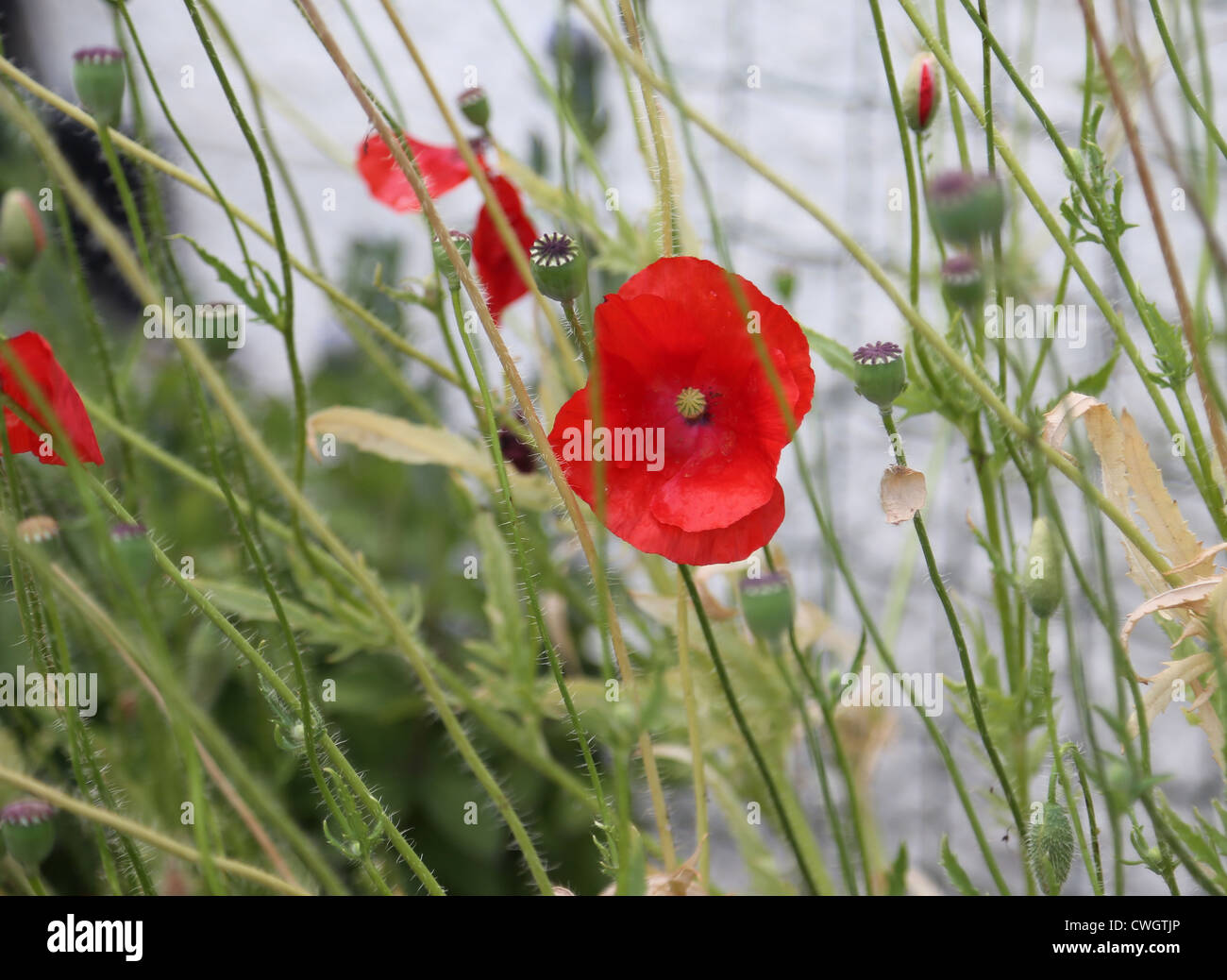 Wild poppies hi-res stock photography and images - Alamy