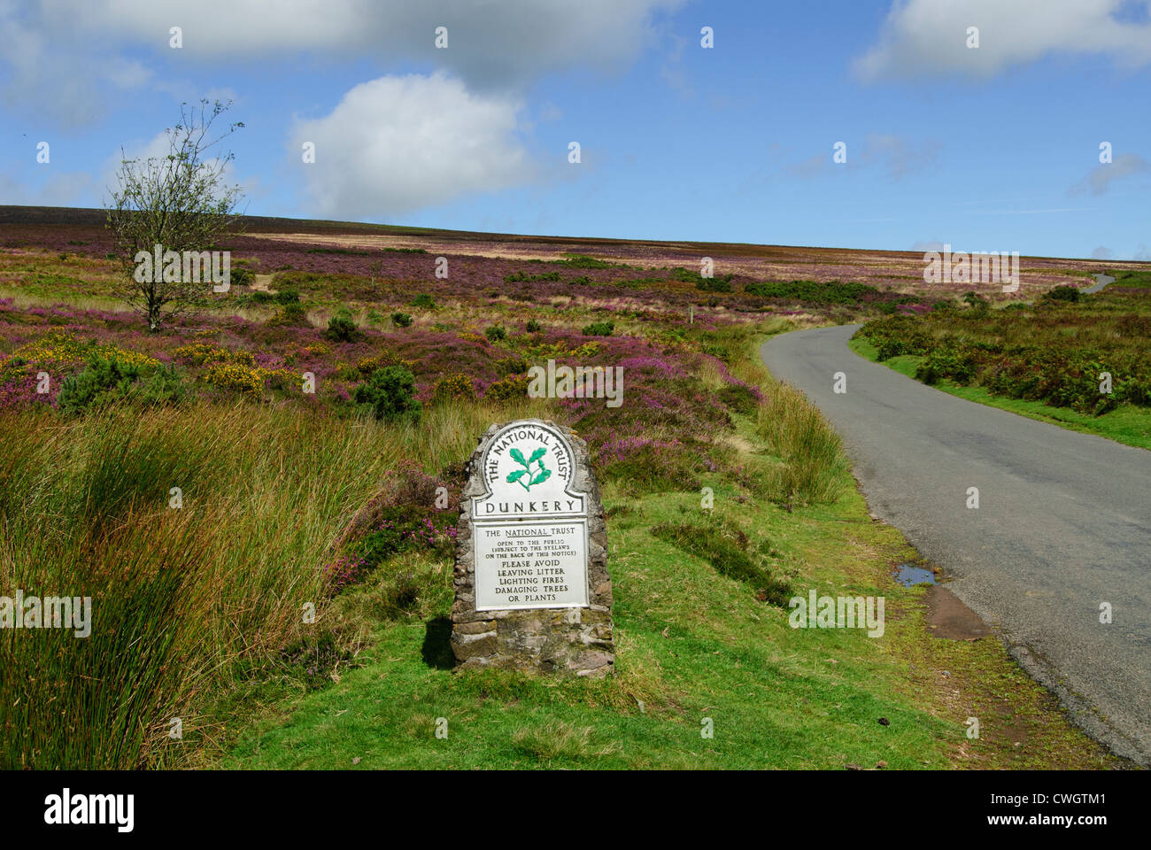 Dunkery Beacon, highest point of Exmoor National Park with blooming ...