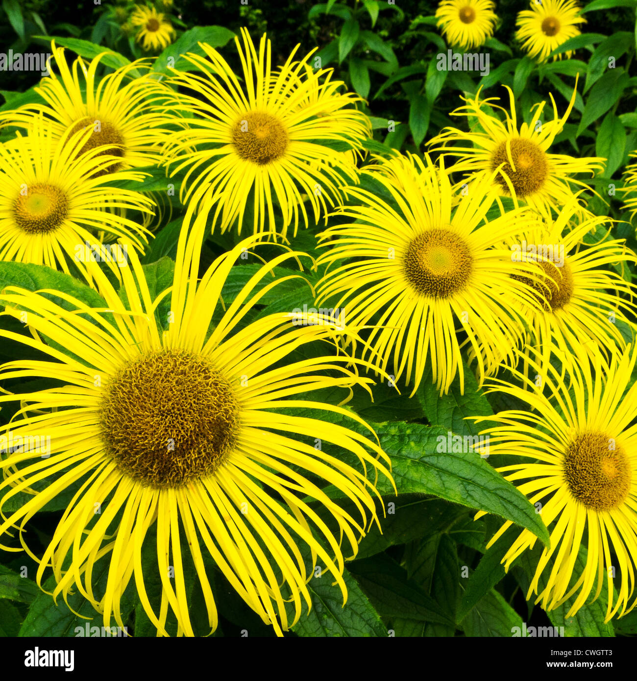Brilliant vivid display of yellow Inula Orientalis flowers Stock Photo ...