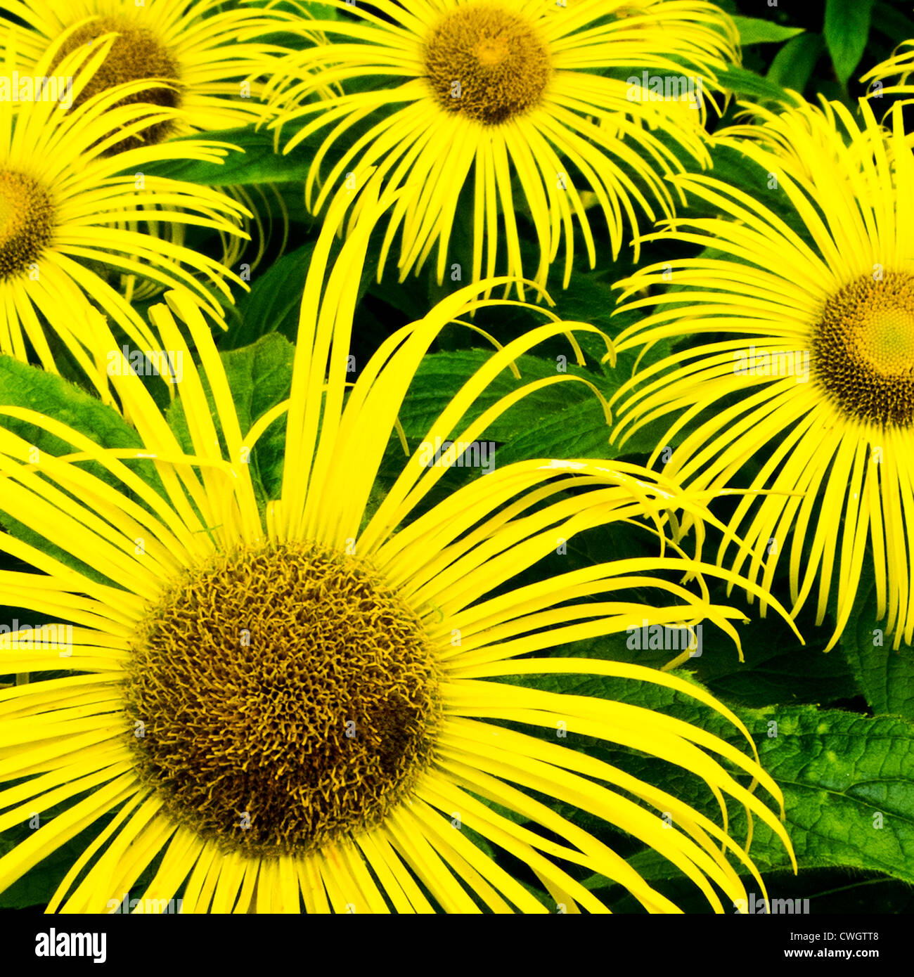 Brilliant vivid display of Inula Orientalis flowers Stock Photo - Alamy