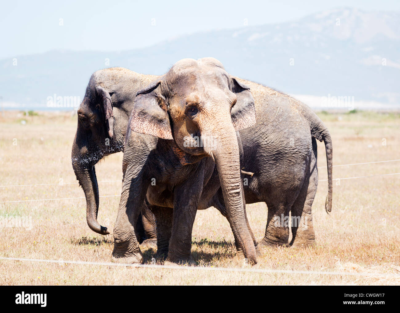 Two elephants in a field Stock Photo - Alamy