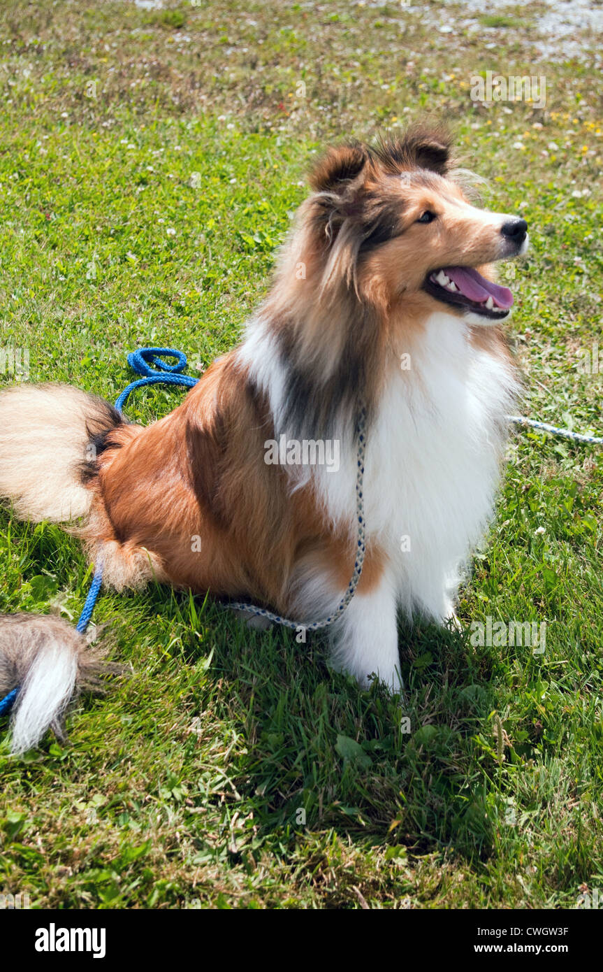 A Sheltie on a lease looking up at his master Stock Photo - Alamy