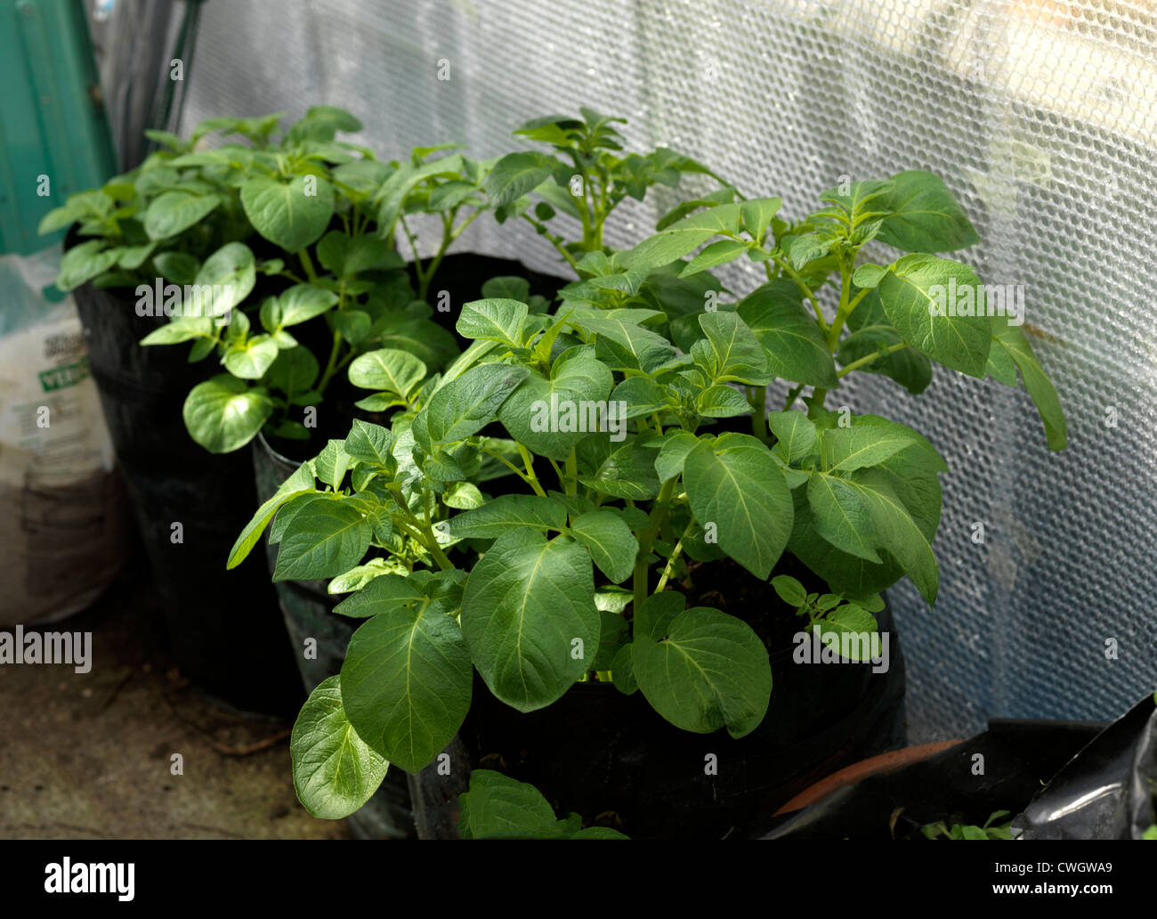 Early Potatoes Growing in Black Sacks in Greenhouse Stock Photo - Alamy