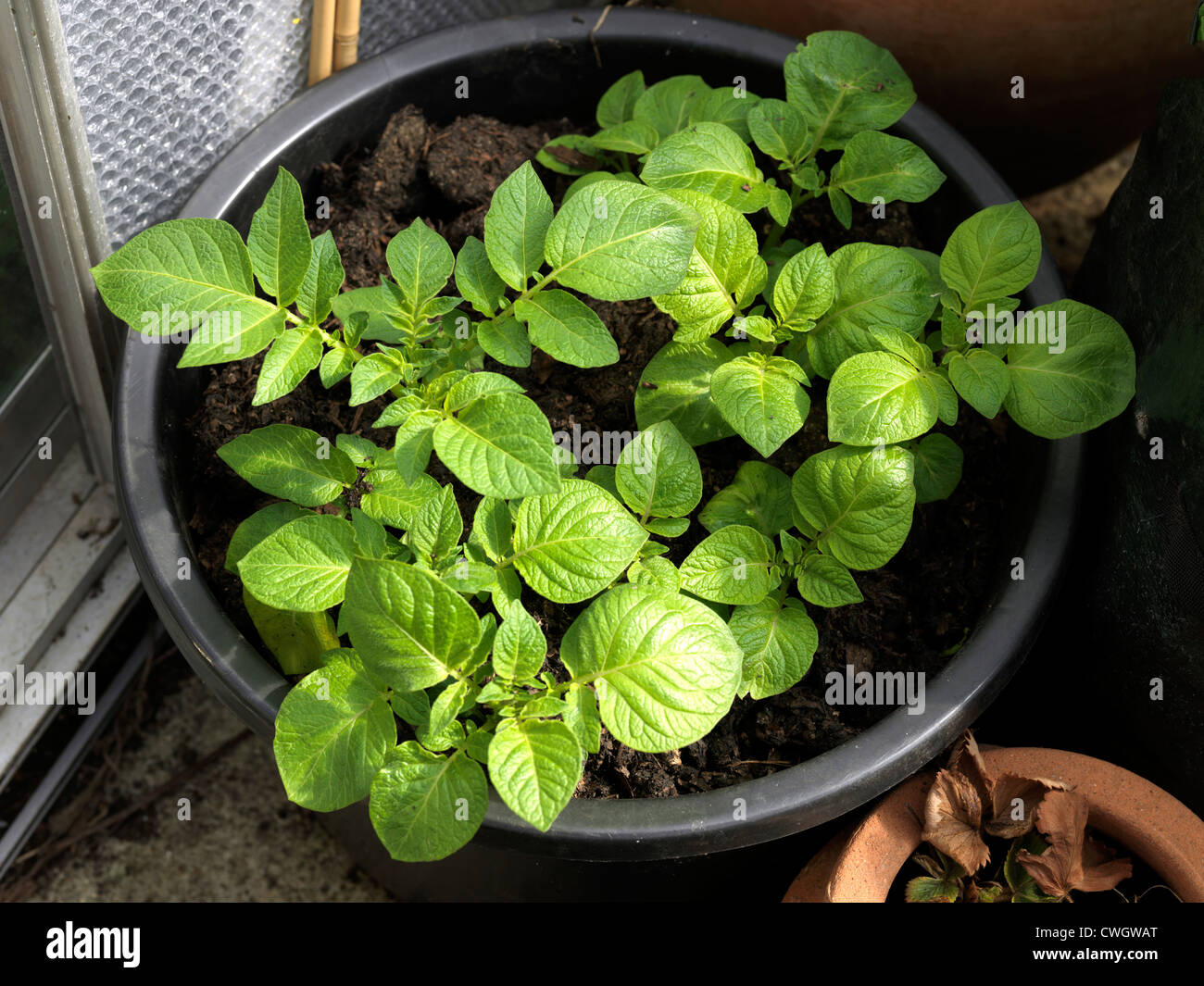 Growing potatoes tub hi-res stock photography and images - Alamy
