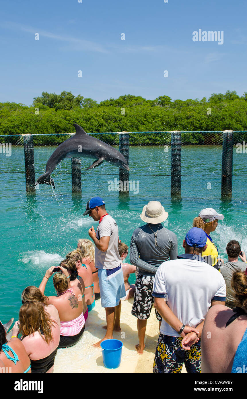 Dolphin park encounter in Buena Vista UNESCO Biosphere Reserve, Buena ...