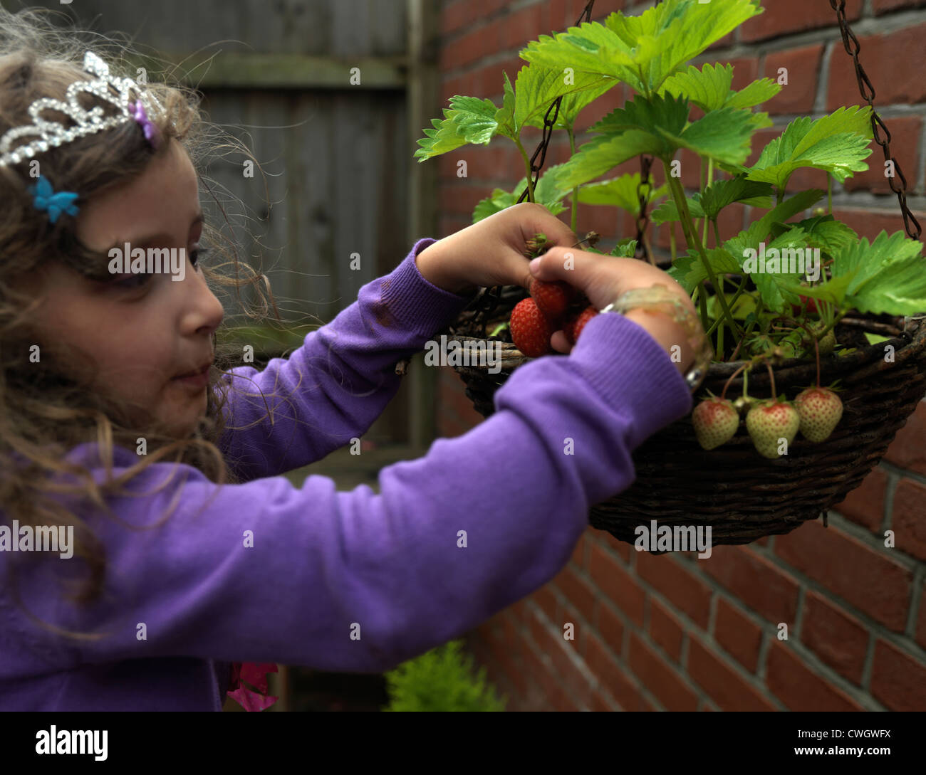 Strawberry picking england hi-res stock photography and images - Alamy