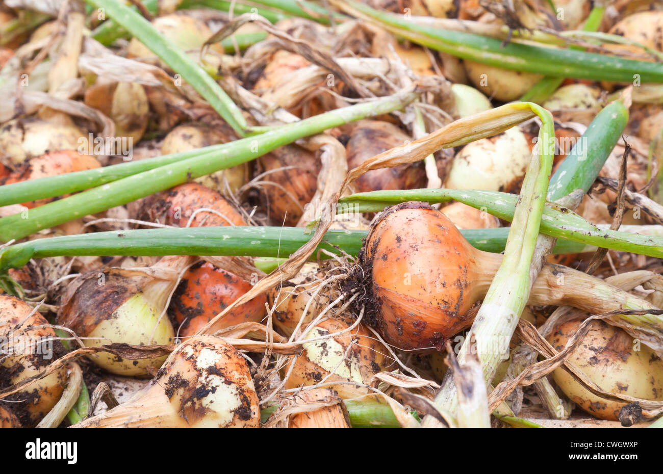 A pile of fresh yellow bulb onions with green drying on a counter Stock ...