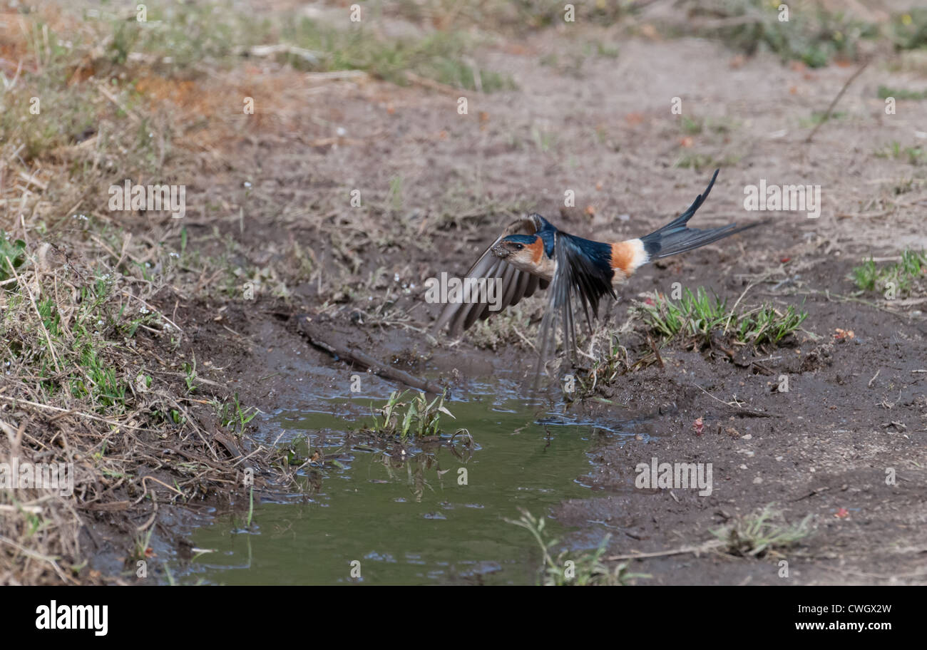 Red-rumped swallow Hirundo daurica in flight gathering mud for nest ...