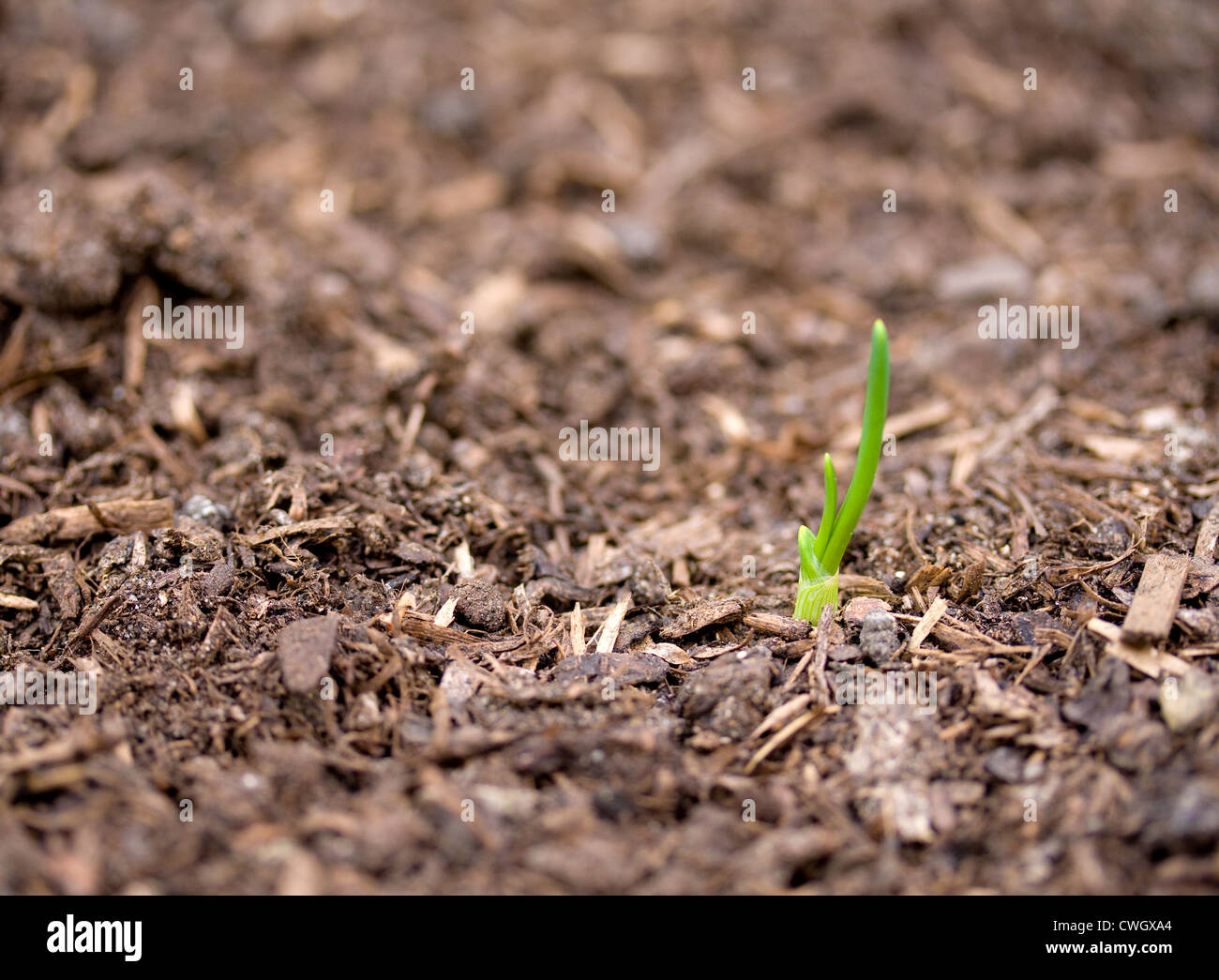 New growth - sprouting plant Stock Photo - Alamy